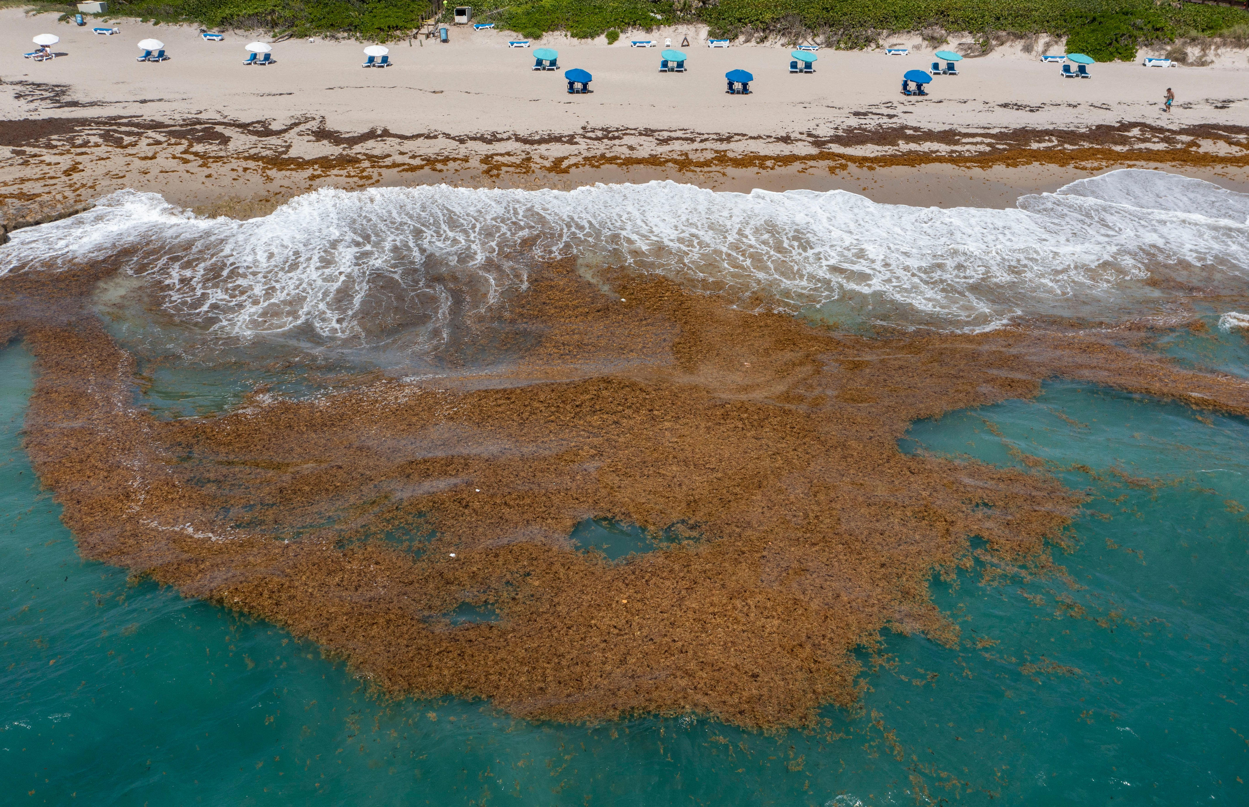 Sargassum tracker, patterns and impacts in northeast Florida beaches