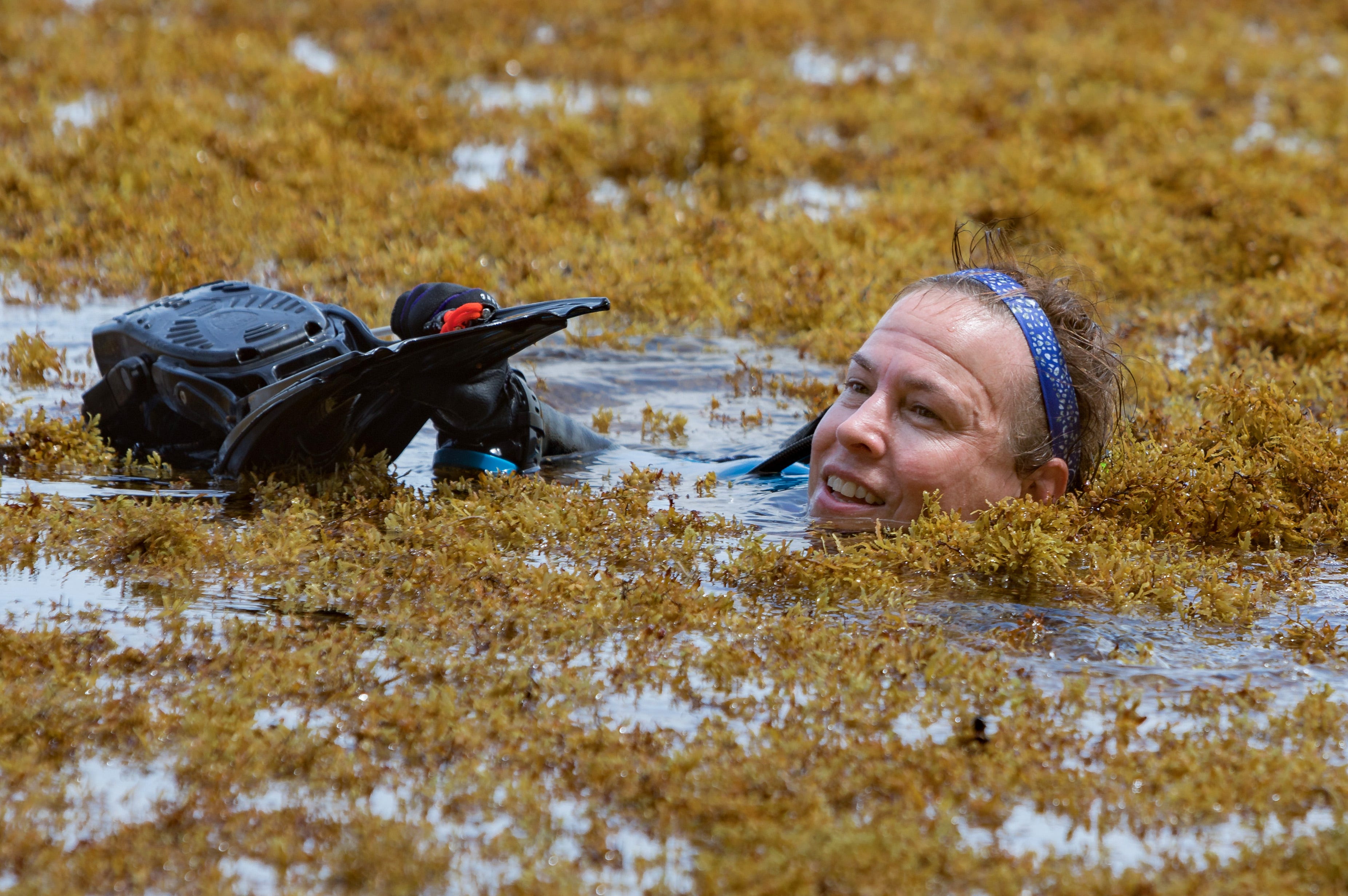 Is it legal to clean up seaweed in Palm Beach County or Florida?