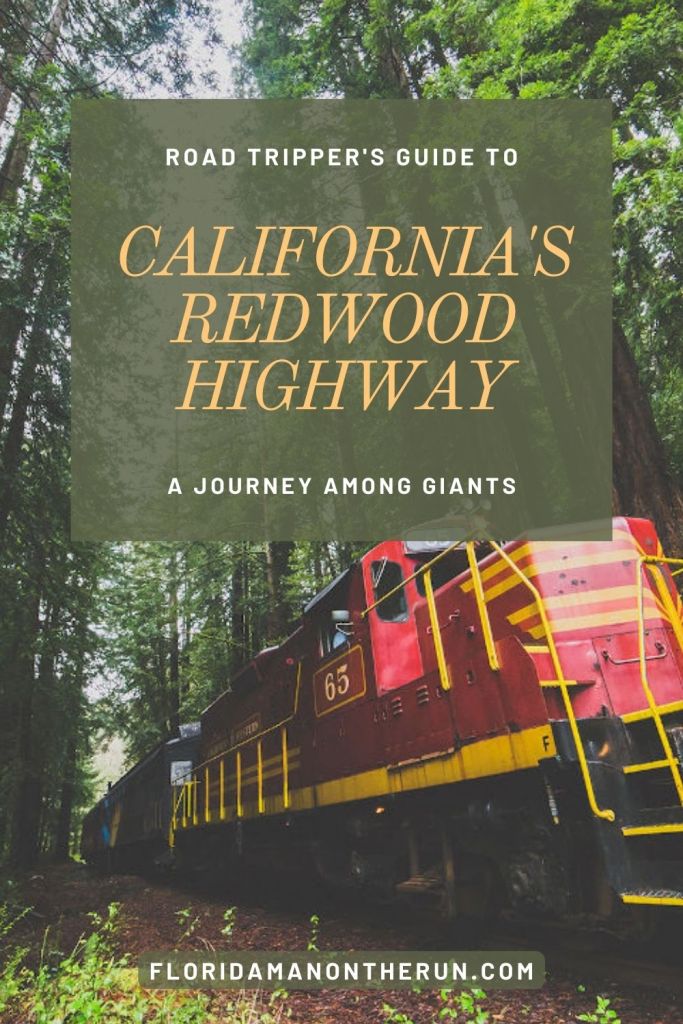 The Redwood Highway in California: An Iconic American Road Trip