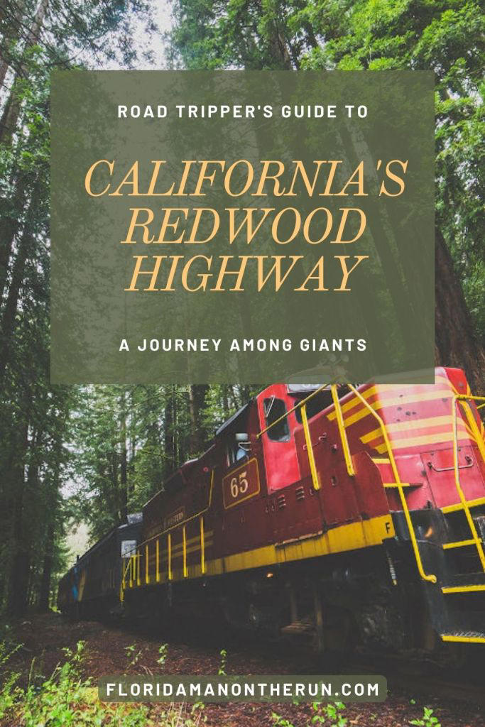 The Redwood Highway in California: An Iconic American Road Trip