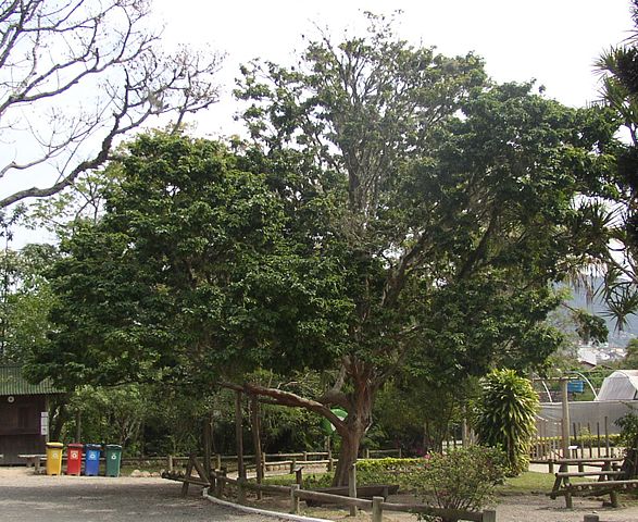 Árvore de tronco avermelhado simboliza o Brasil; curiosidades