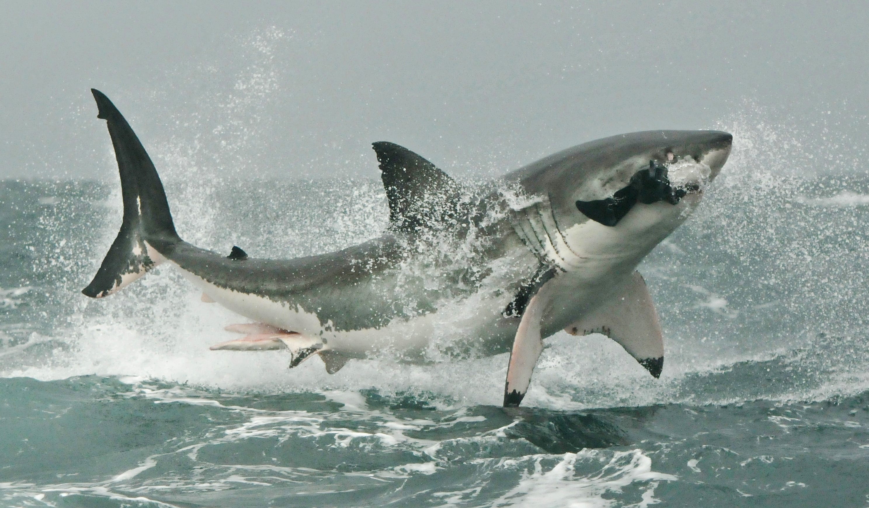 Are sharks headed to your favorite Spring Break beach? Meet some sharks ...