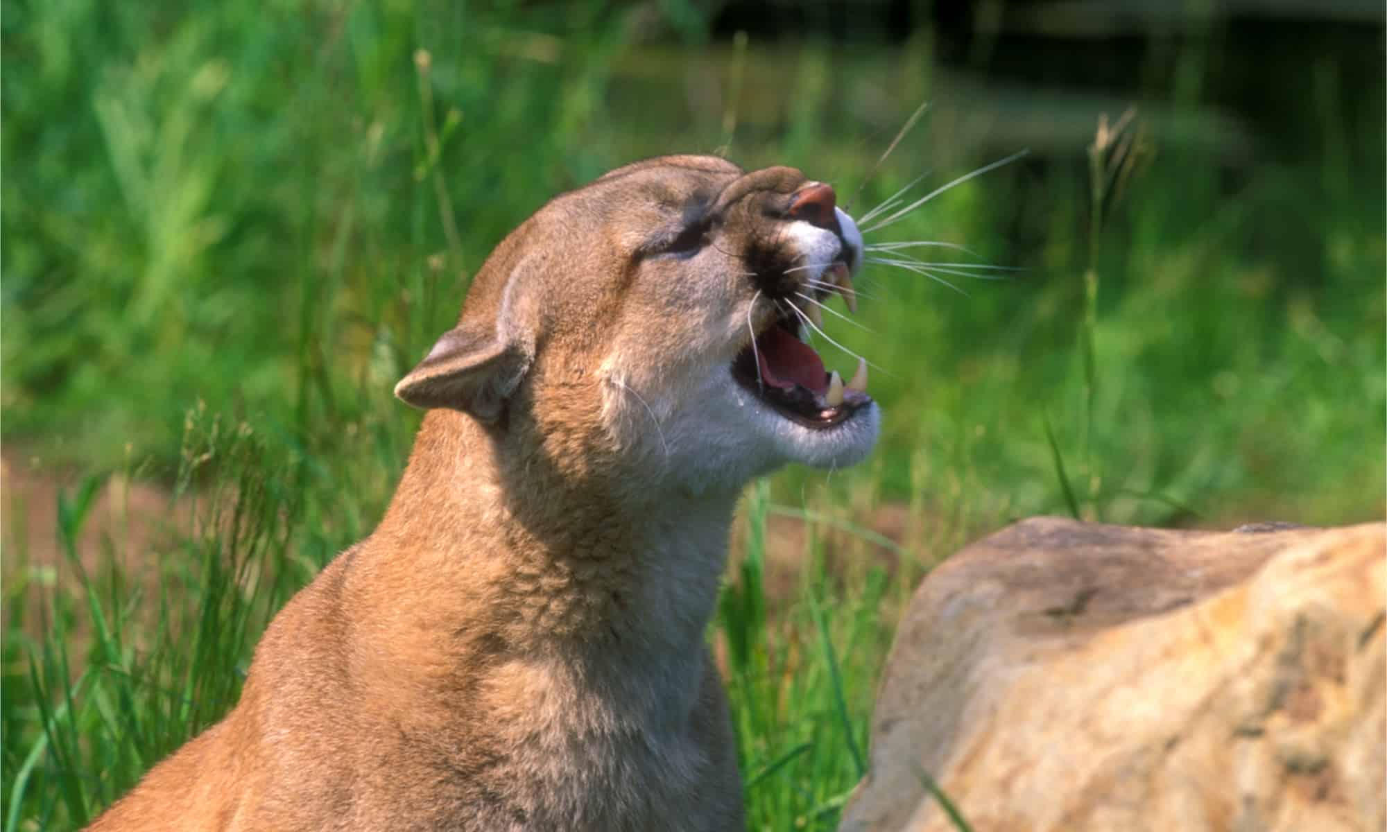 11 Incredible Mountain Lion Facts
