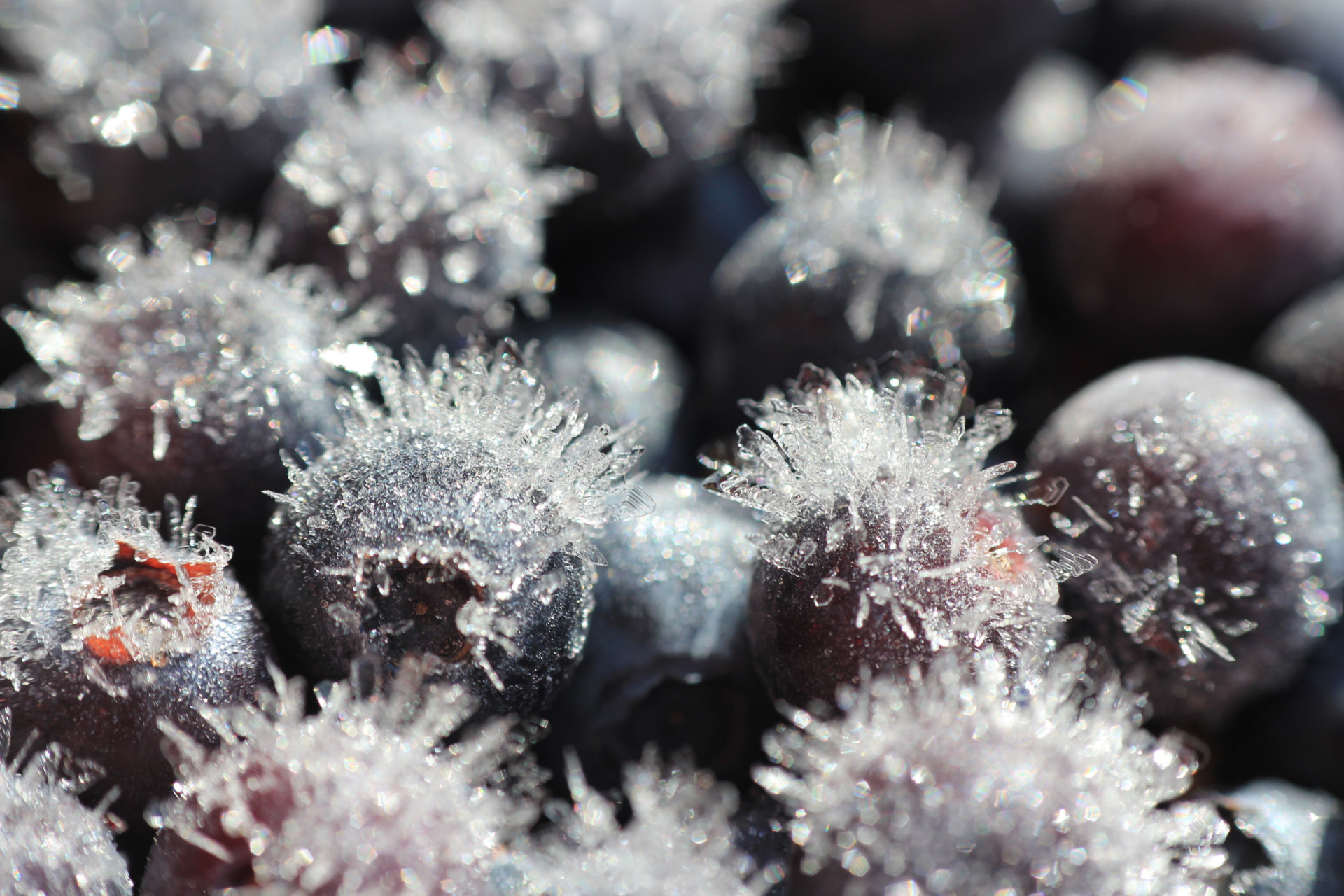 Fascinating facts about frozen food