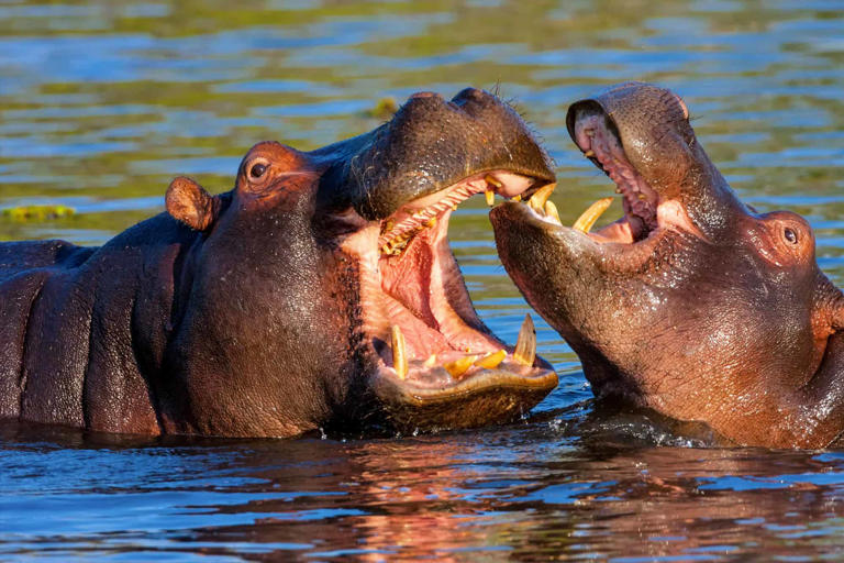 The Mighty Mouths of Hippos: Two Feet Wide and Deadly