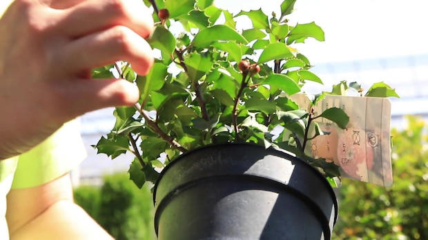 Geheimtipp: Ein Gewürz lässt Pflanzen gedeihen