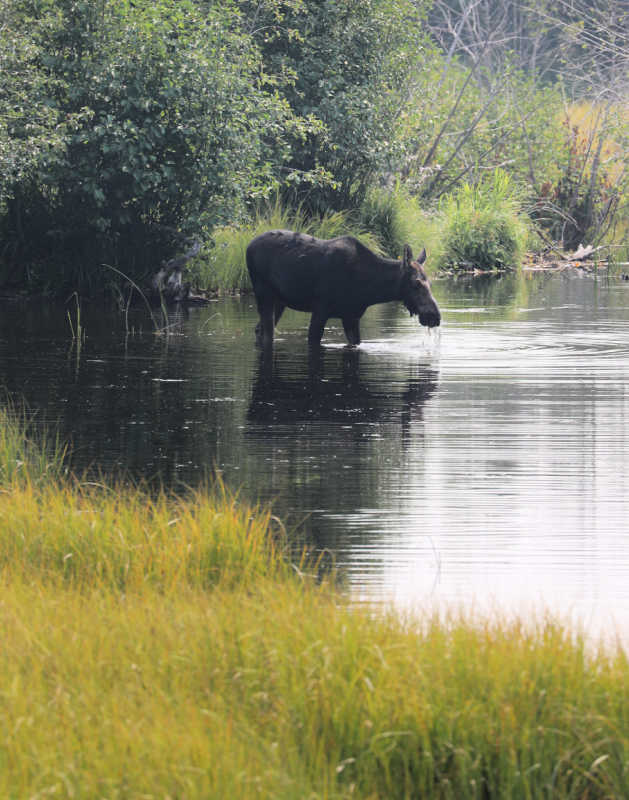 MOOSE WILSON ROAD - GRAND TETON NATIONAL PARK