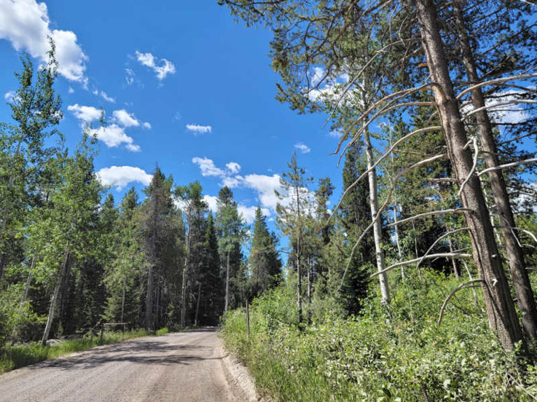 MOOSE WILSON ROAD - GRAND TETON NATIONAL PARK