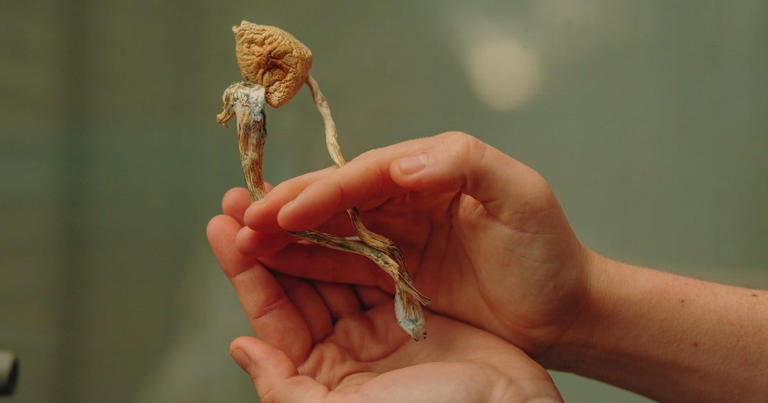 Guía Práctica: Cómo Secar Hongos Psicodélicos