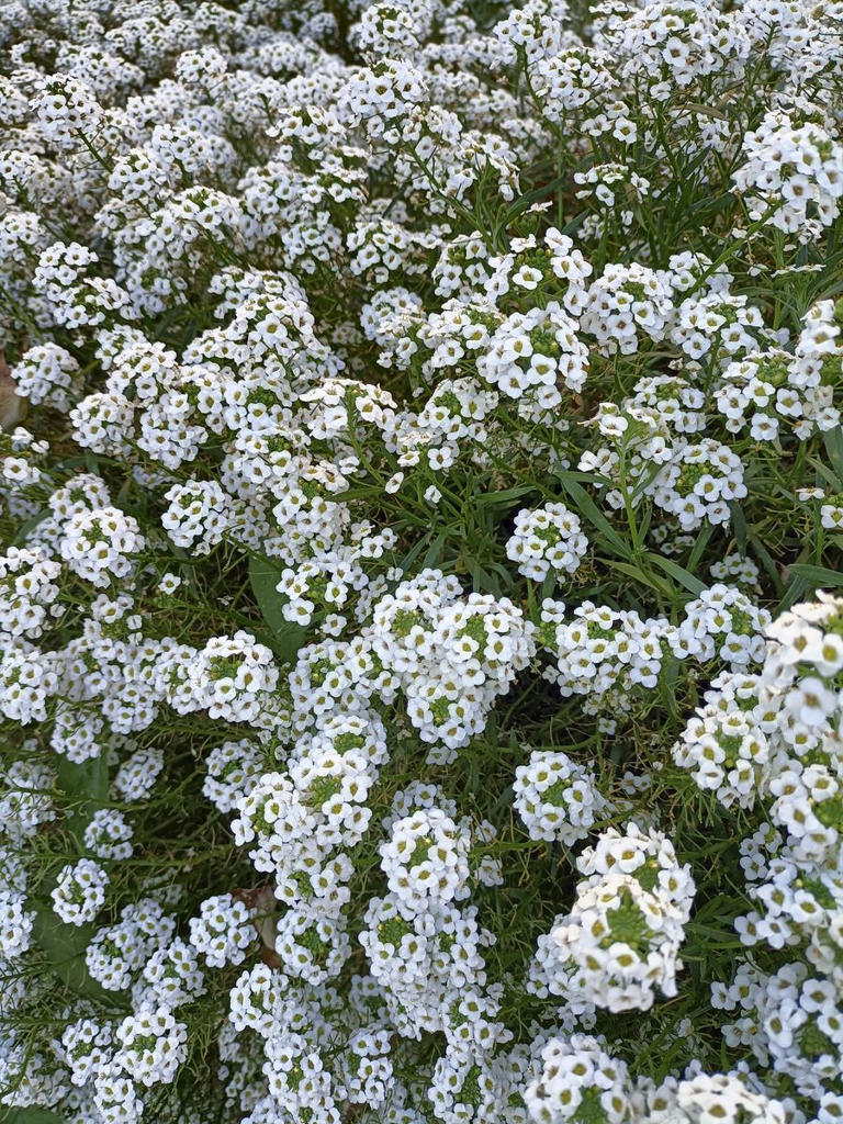40 shockingly easy-to-care-for plants that’ll keep deer out of your garden
