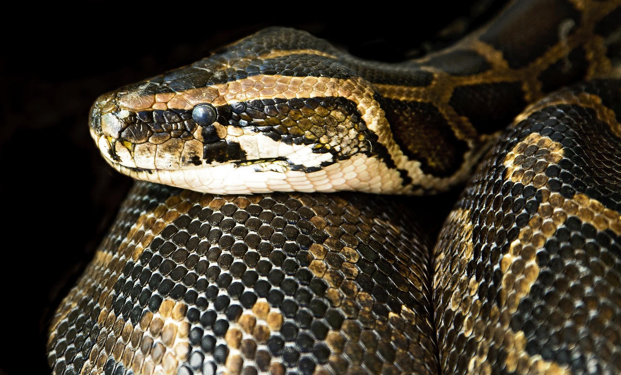 Essa espécie de serpente emite 'voz individual' diante de predadores