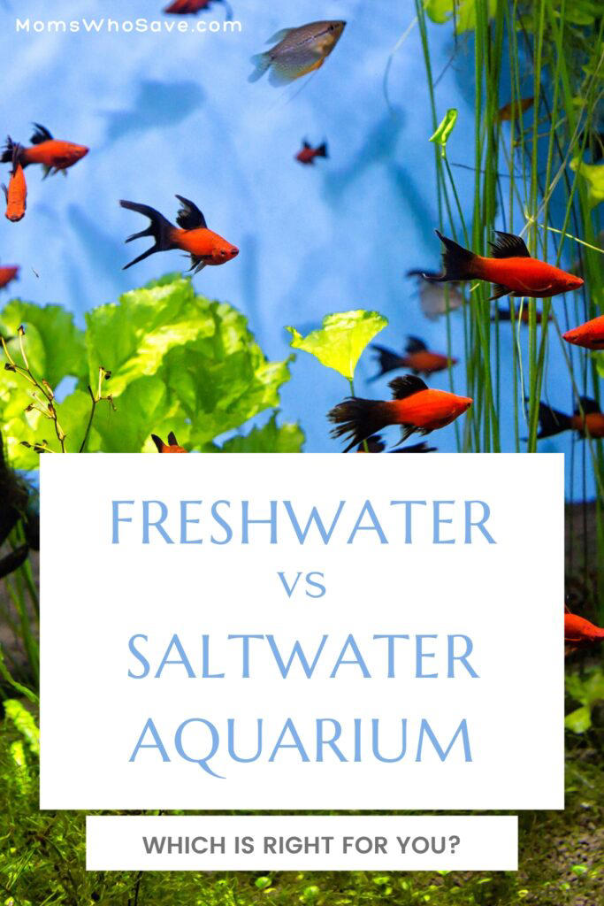 Freshwater vs Saltwater Aquarium: How to Decide Which is Right for You