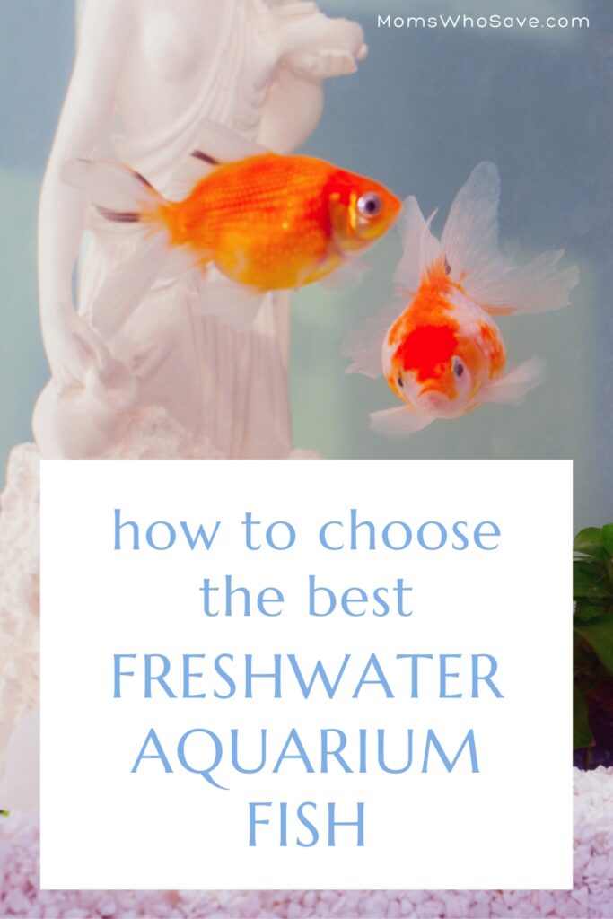 How to Choose the Best Freshwater Aquarium Fish (What You Need to Know)