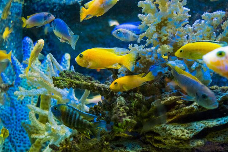 How to Choose the Best Freshwater Aquarium Fish (What You Need to Know)