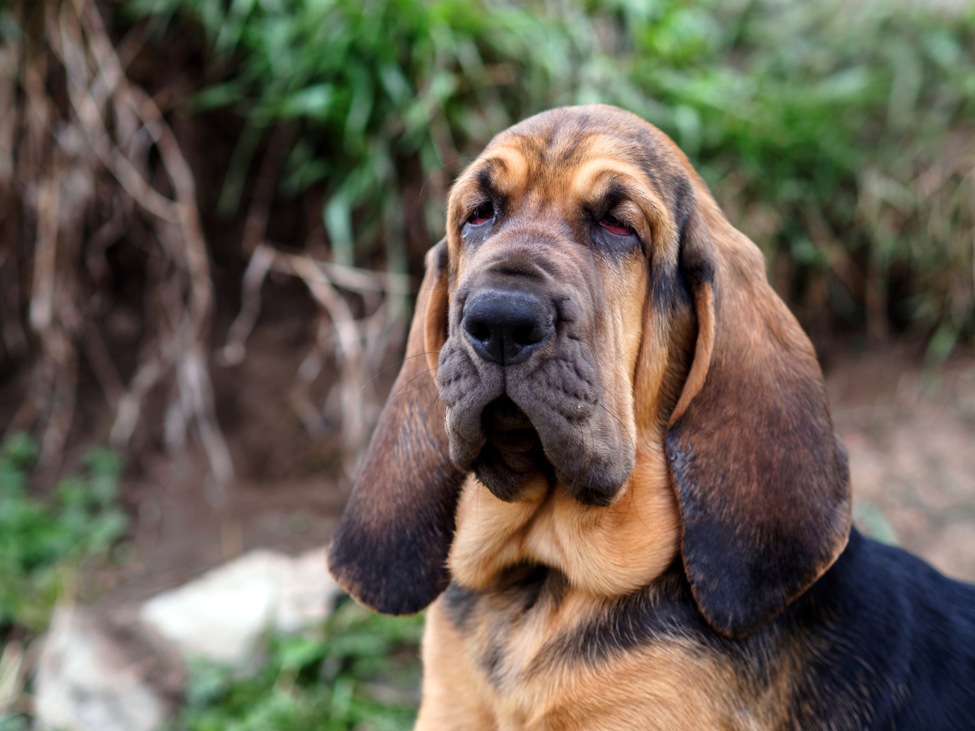 Vulnerable dog breeds that could go extinct
