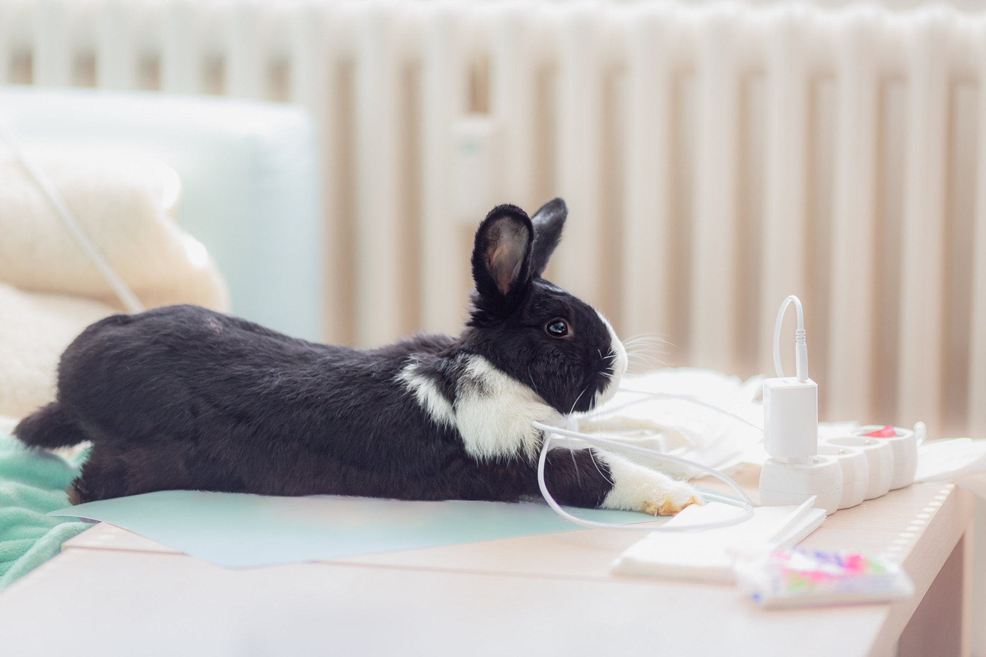 Notfälle bei Ihren Haustieren: So sind Sie optimal vorbereitet!