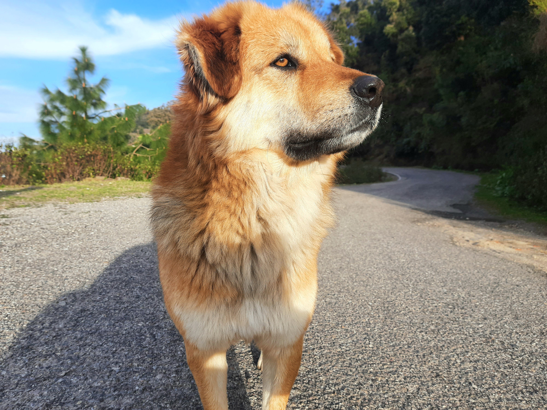 Rare dog breeds facing extinction