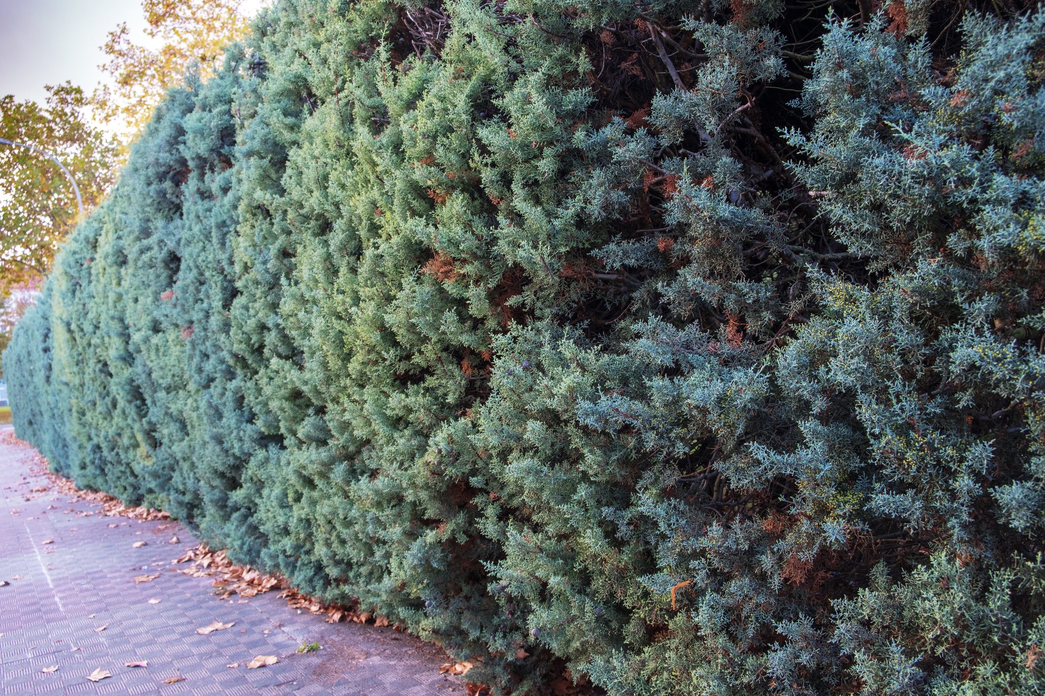 10 of the best living fence ideas