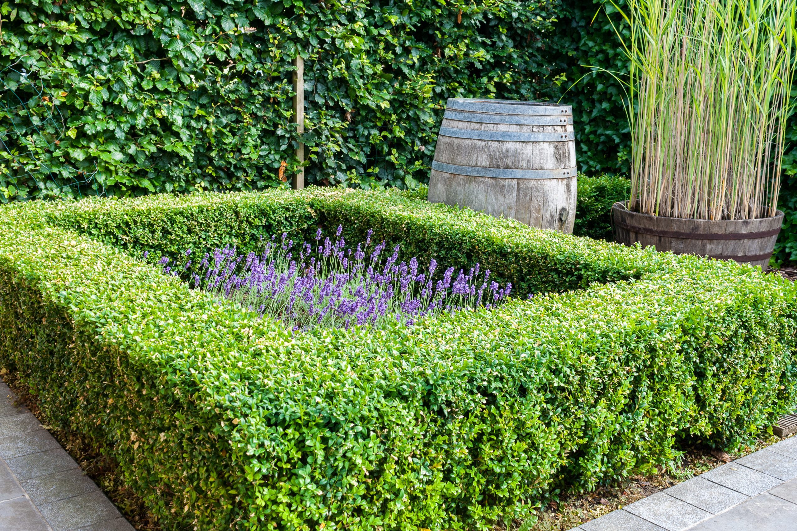 10 of the best living fence ideas