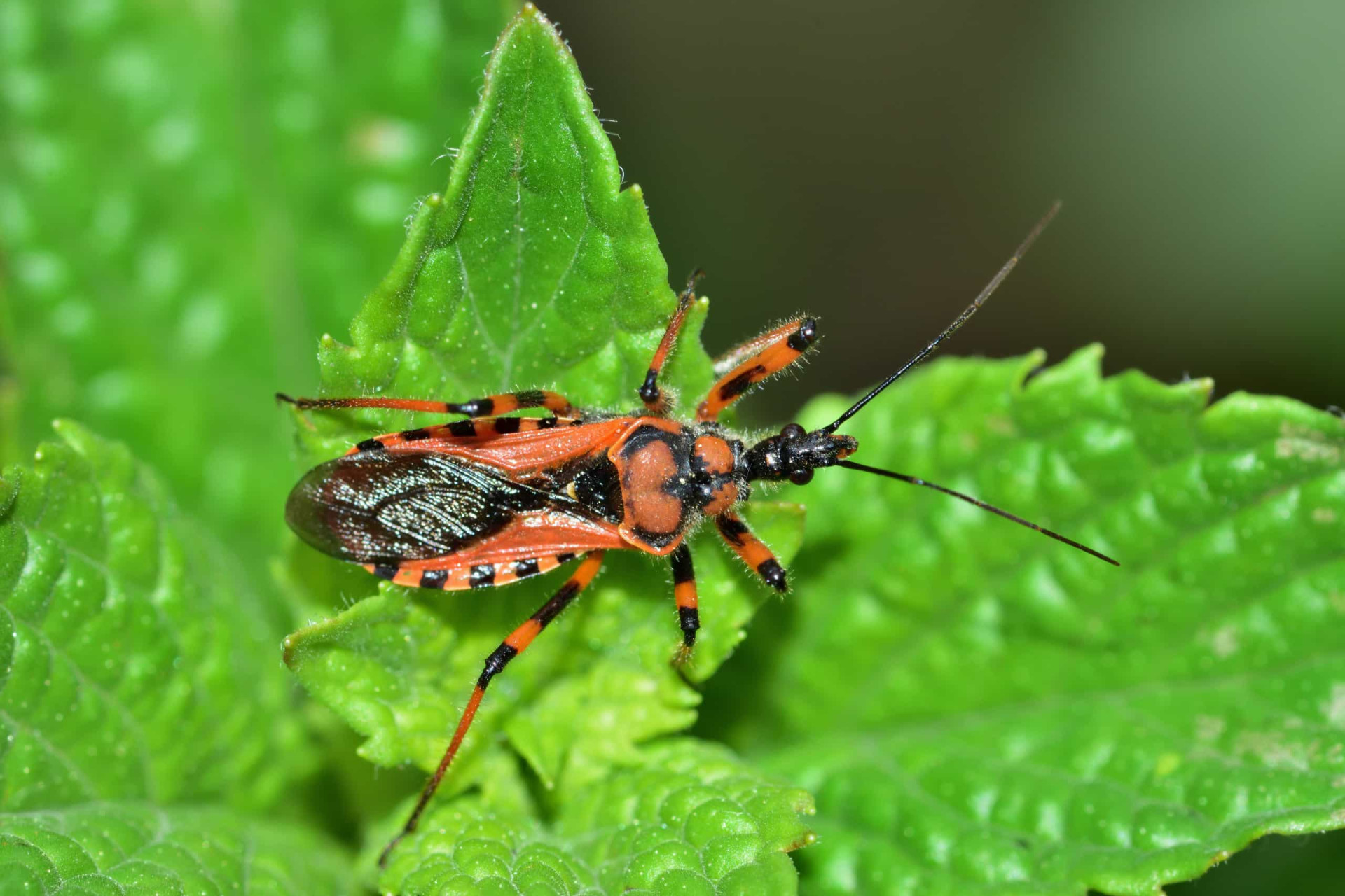 Attention, le danger se cache partout dans la nature...