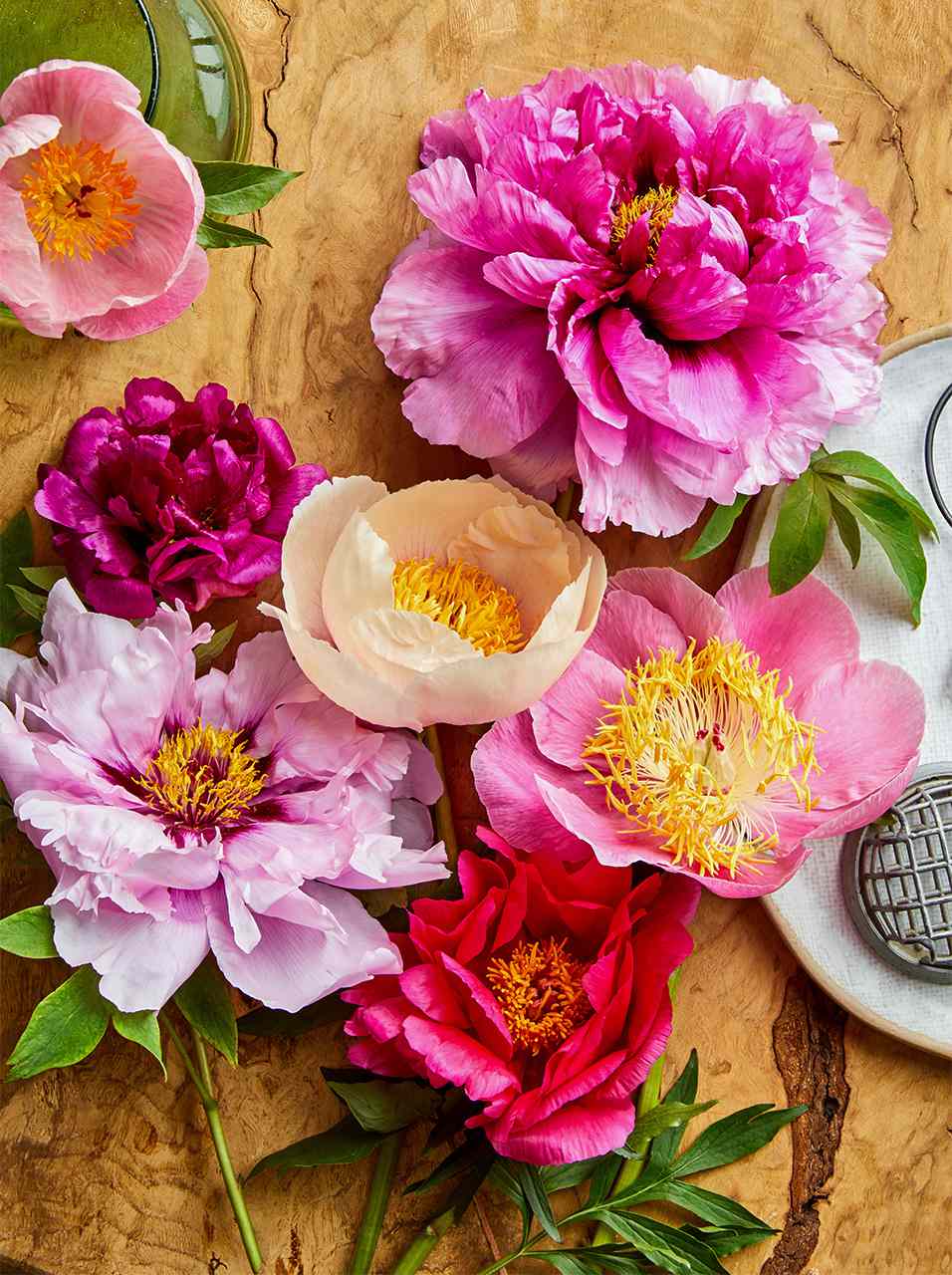 Peonies care basics every gardener should know