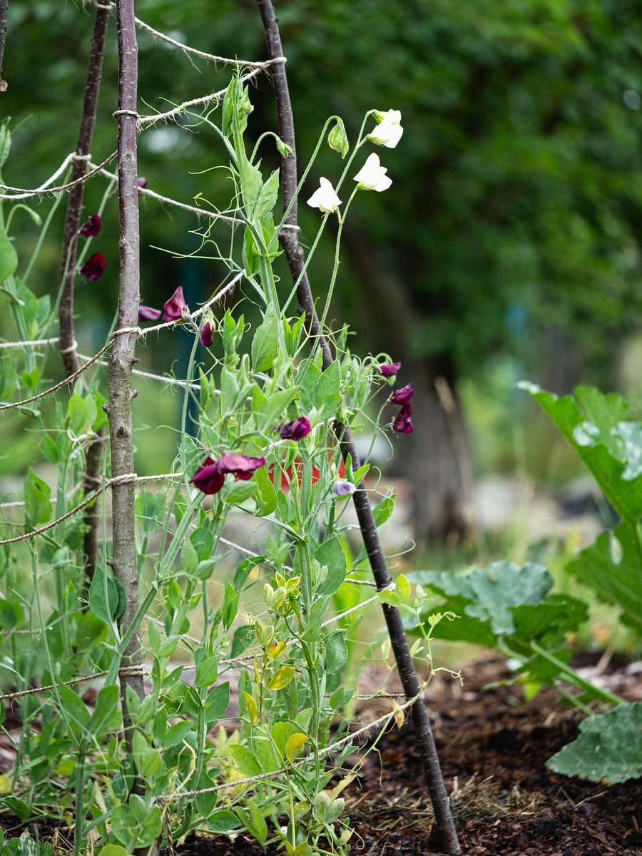 33 Simple Garden Trellis Ideas for Climbing Plants