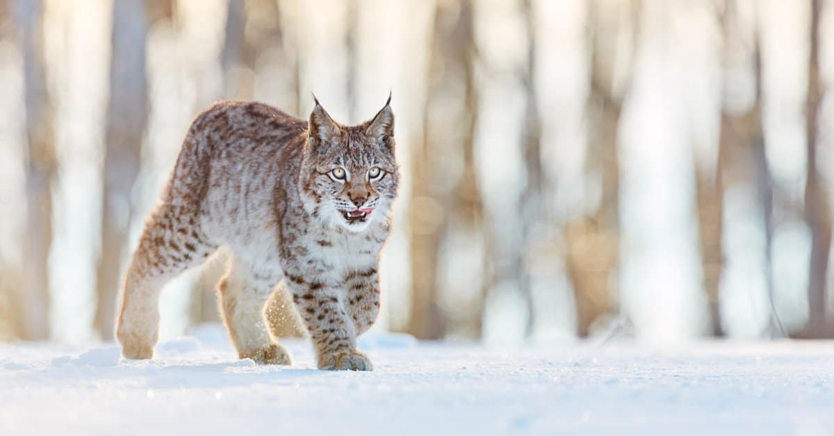 Incredible Bobcat Facts