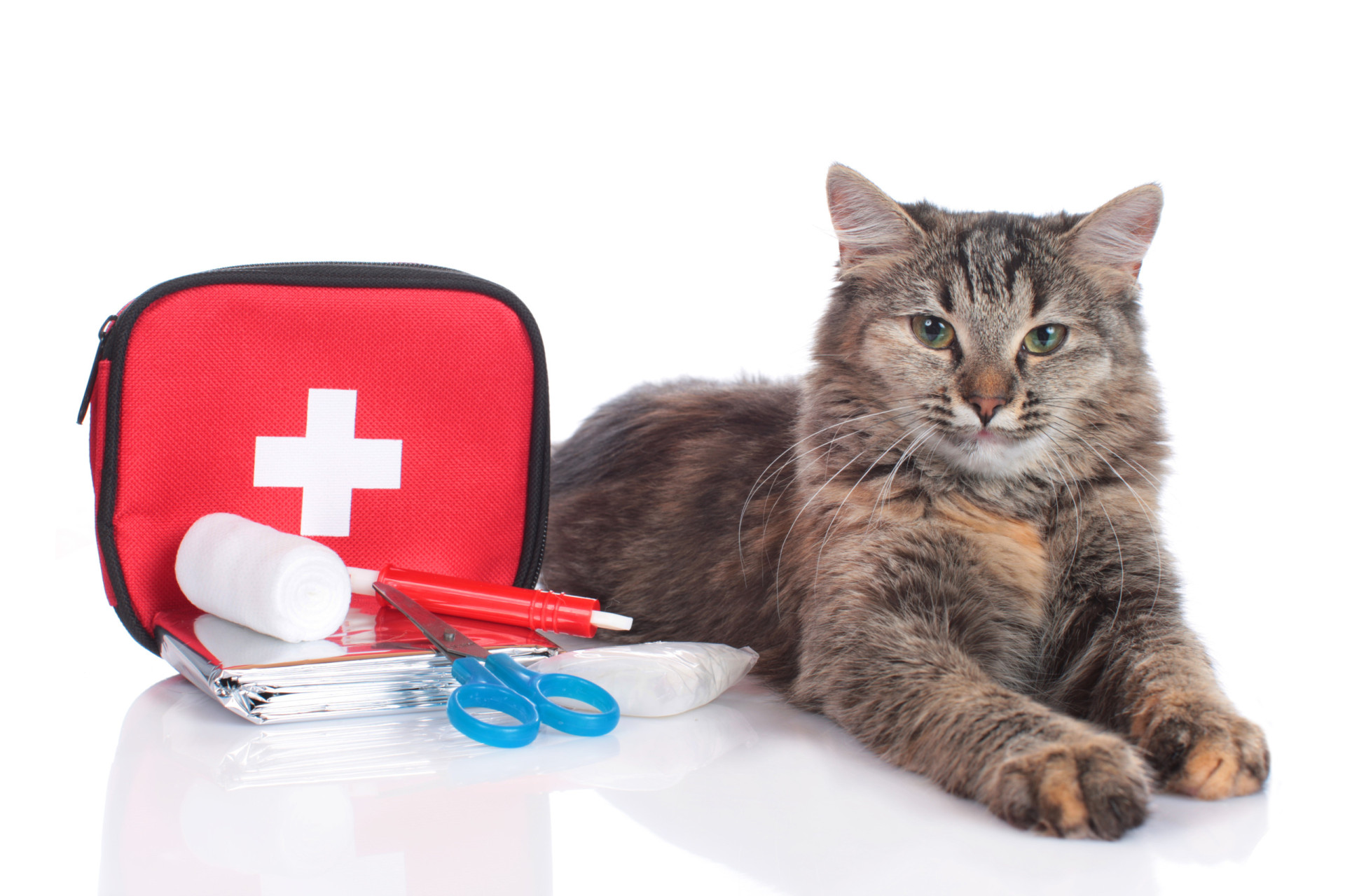 Pet first aid: A basic guide to dealing with a pet emergency
