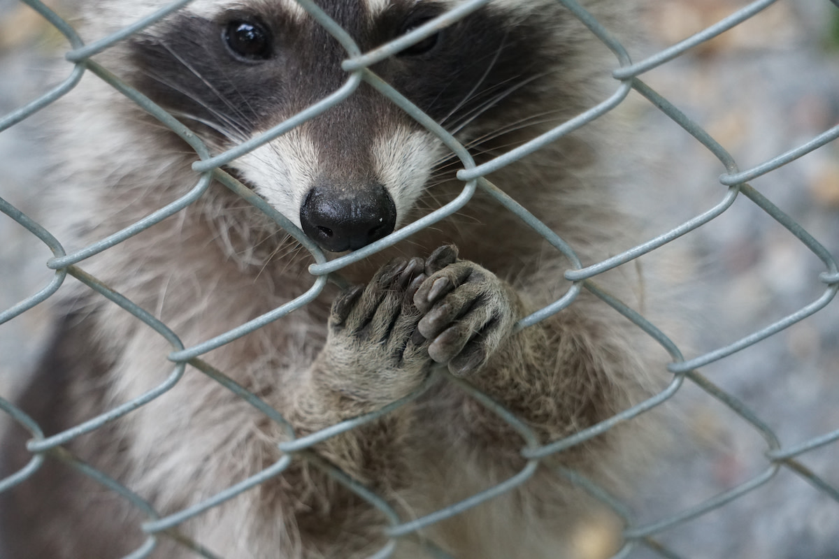Kind Woman and Dog Rush to Save Little Raccoons Hanging Onto Frozen ...