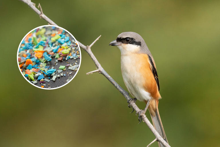Warning Over Microplastics in the Air We Breathe After Bird Lung Discovery