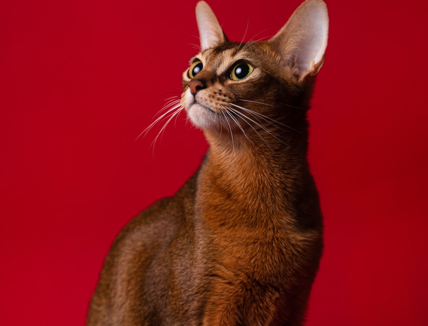 12 Smartest Cat Breeds