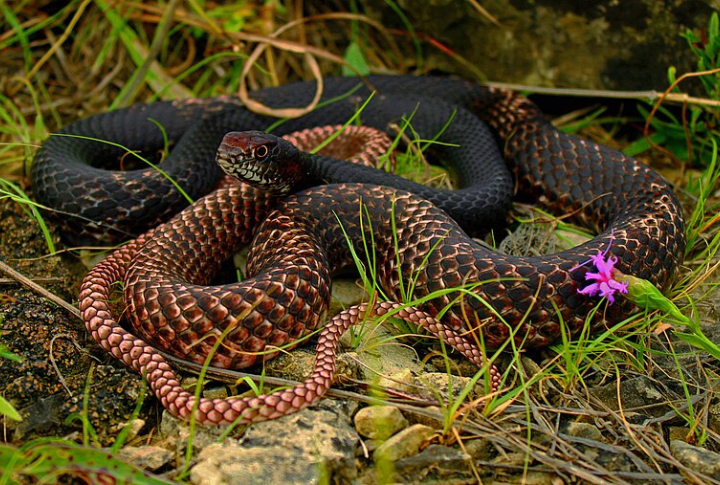 20 Of The Largest Snakes Found In Various US States