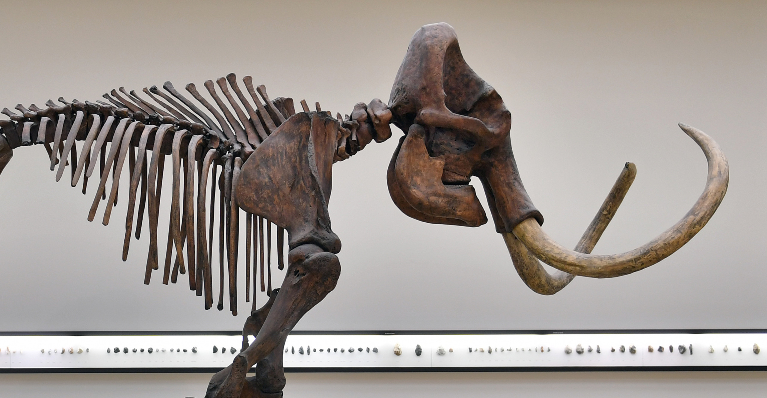 How scientists are bringing animals back from extinction