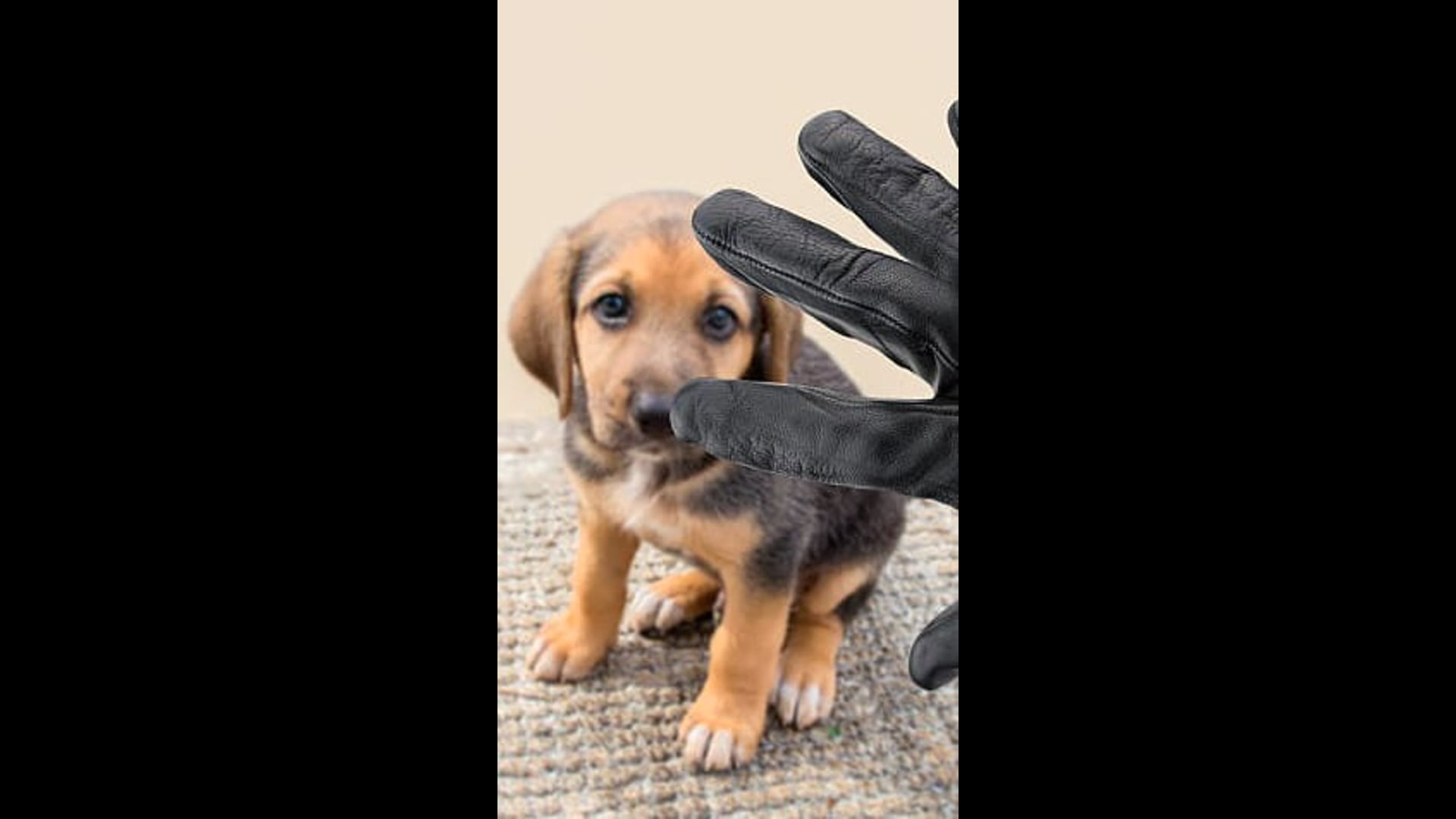 ¿Qué Razas De Perro Prefieren Los Ladrones?.