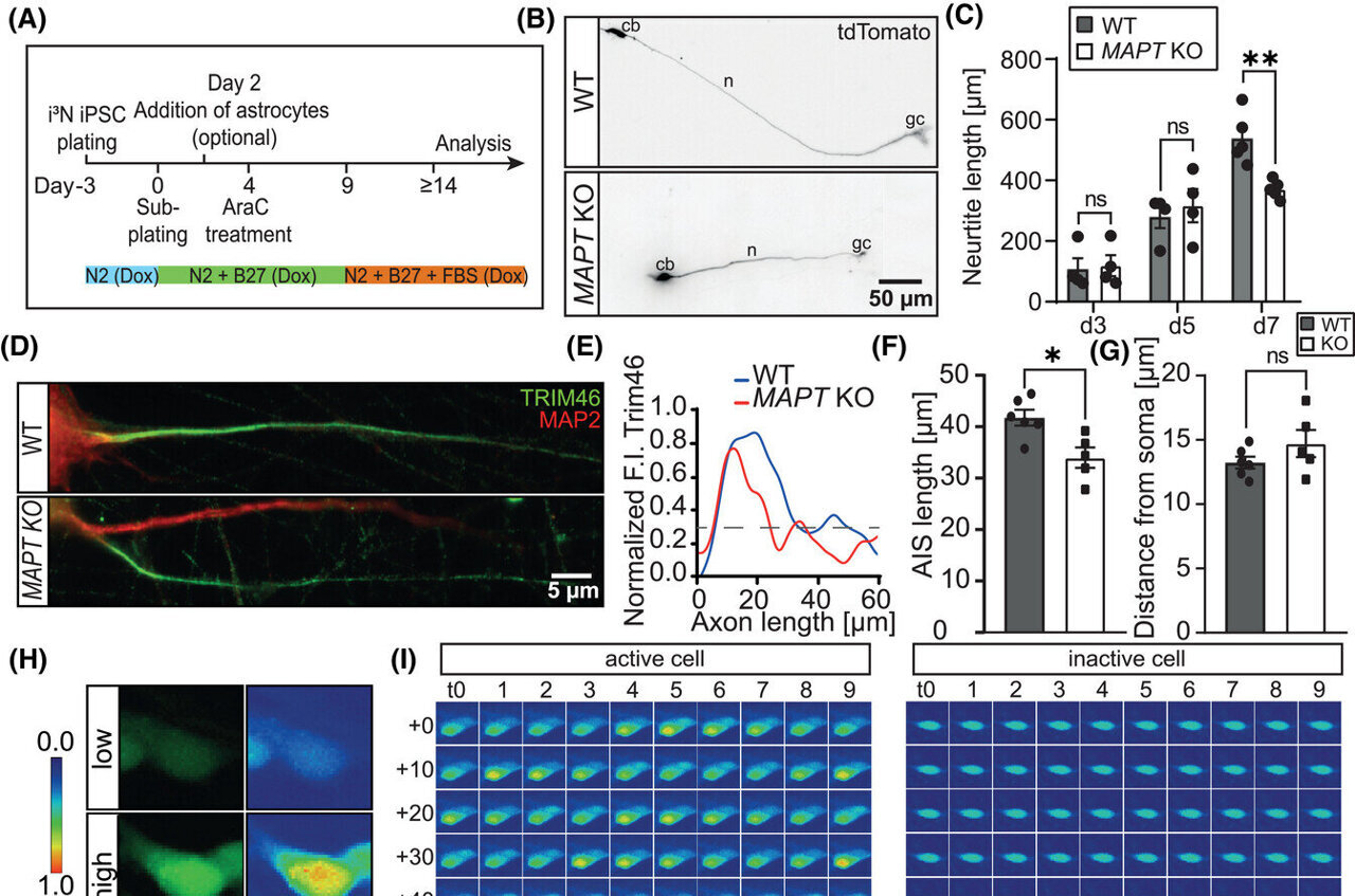 Key form of tau protein identified for understanding and treating ...