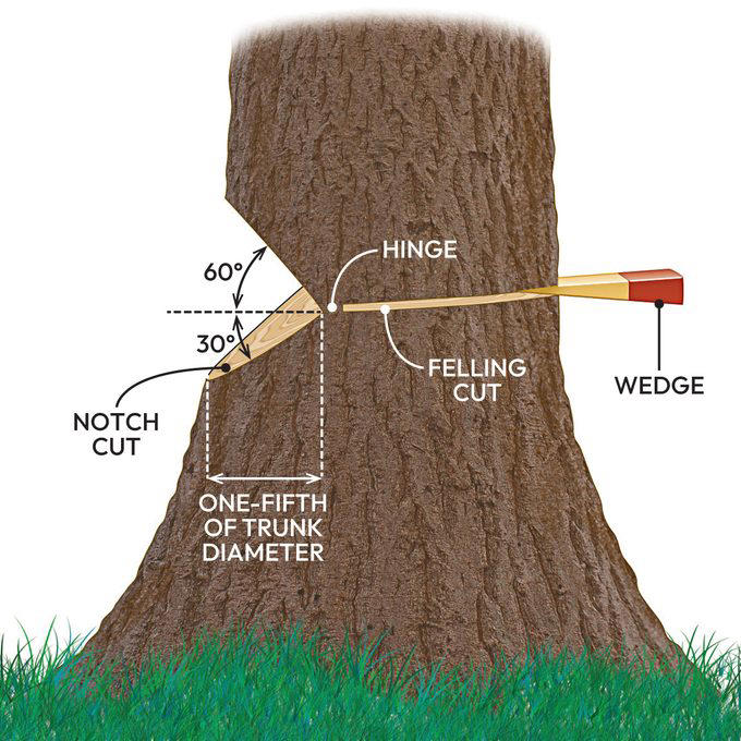 How to Cut Down a Tree Safely