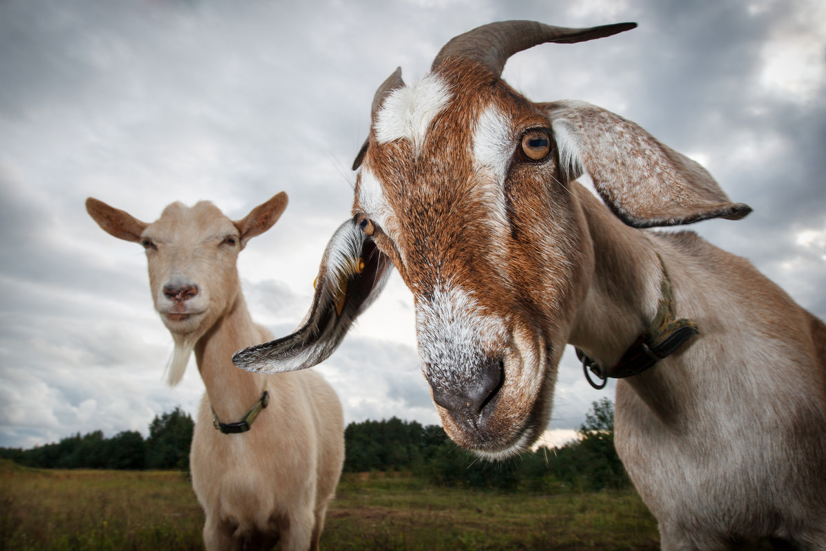 Clever Goat Uses His Nose and Operates Snack Machine Like a Boss