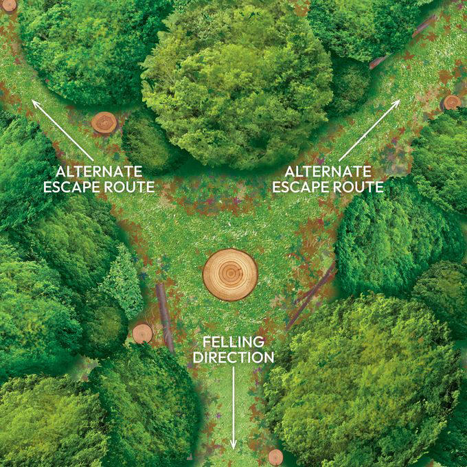 How to Cut Down a Tree Safely