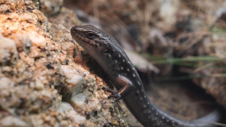Scientists genetically modify Victorian lizard to fight climate change