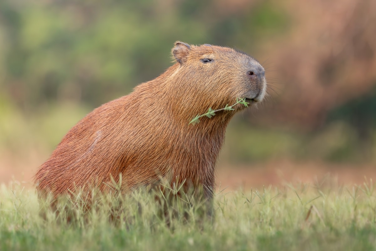 Mom Tries to Tempt Unamused Capybara with Dog Treats and It's So Adorable