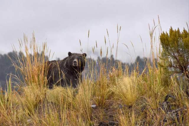Shocking video shows Yellowstone tourists coming face-to-face with ...