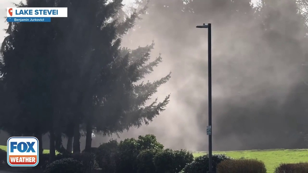 Clouds of pollen seen around cedar trees in Washington state