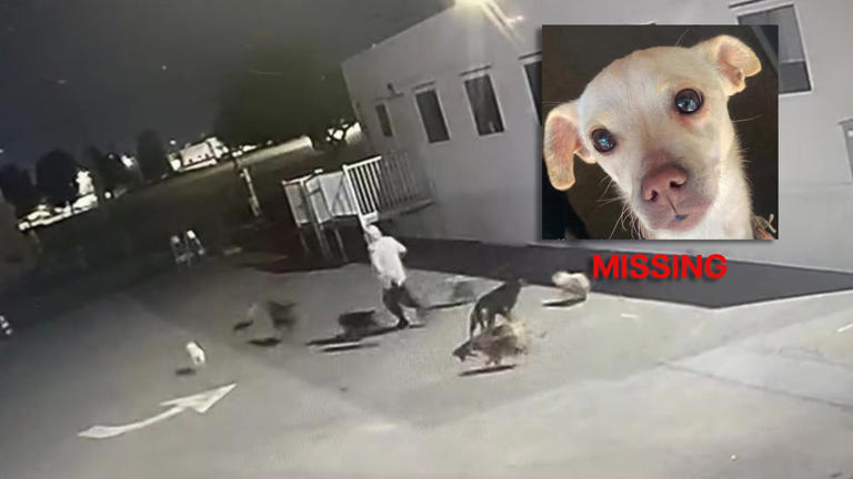 Person breaks into San Bernardino animal shelter, lets dogs out; 1 ...