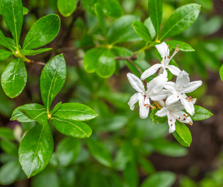 9 Top Plants for Designing a Beautiful Rain Garden
