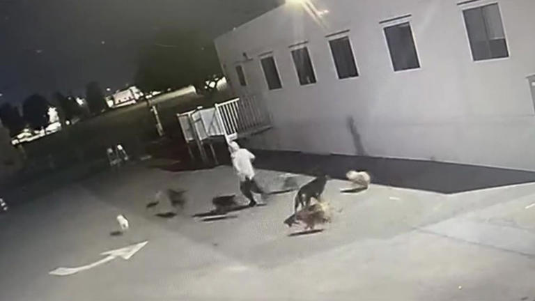 Person breaks into San Bernardino animal shelter, lets dogs out; 1 ...