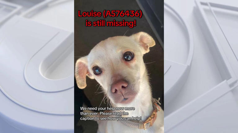 Person breaks into San Bernardino animal shelter, lets dogs out; 1 ...