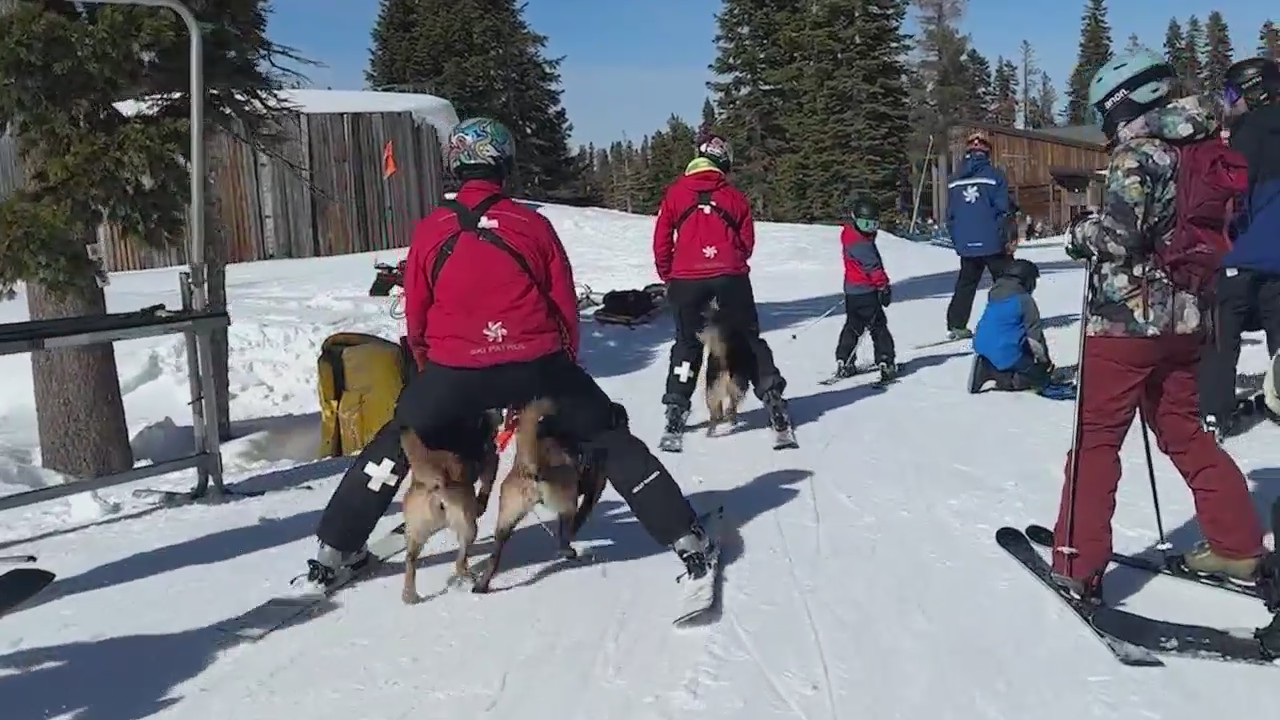 Avalanche rescue dogs trained to save lives in snowy conditions