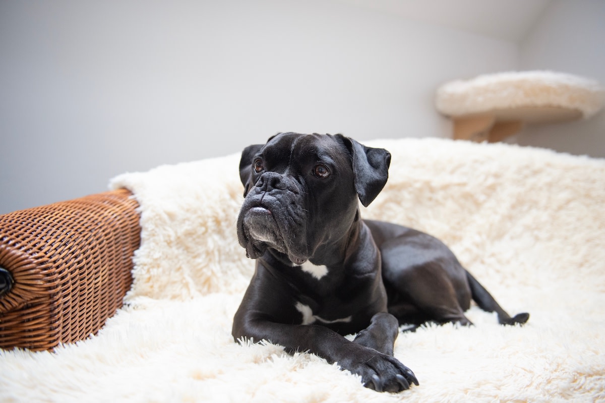 Adoptable Boxer Mix Who Looks Like Viral Angler Fish 'Searching for Her ...