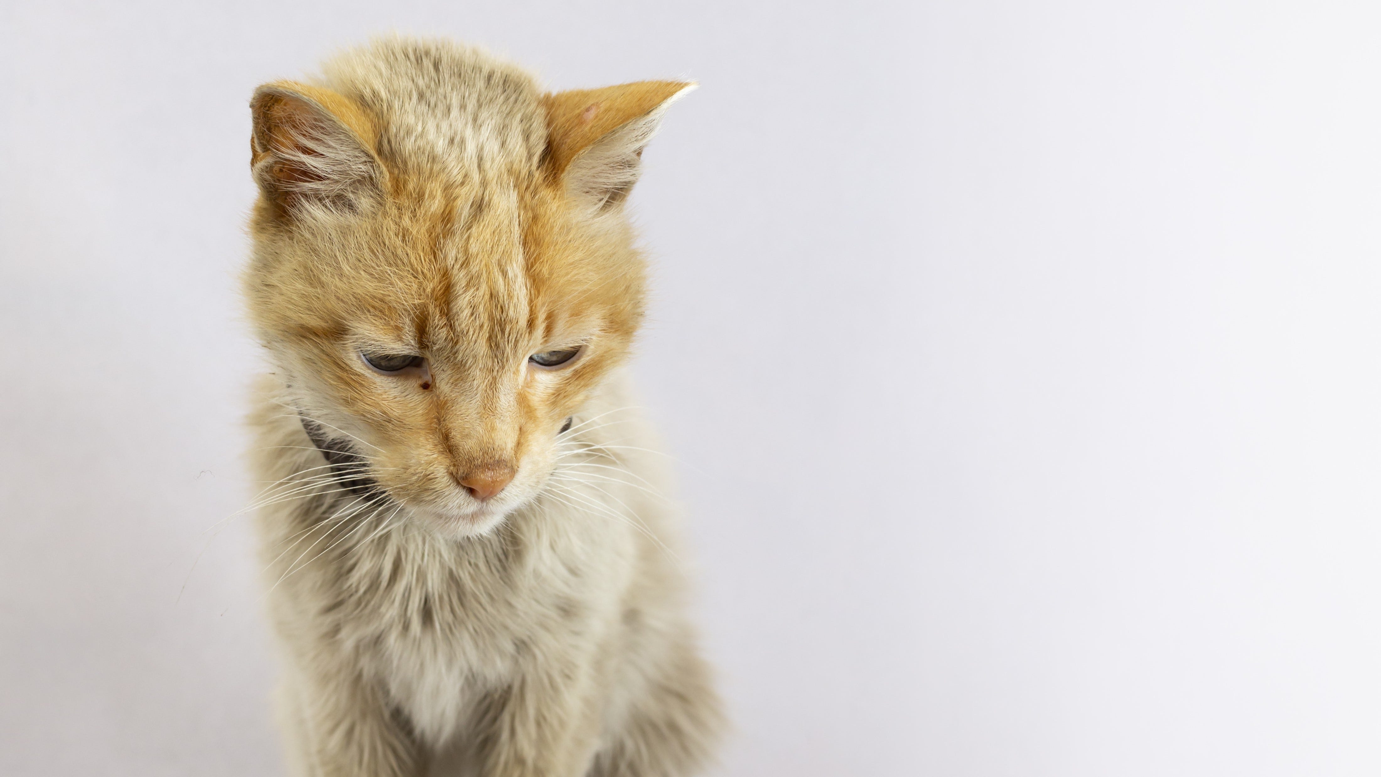 Bird flu confirmed in at least 2 New Jersey cats