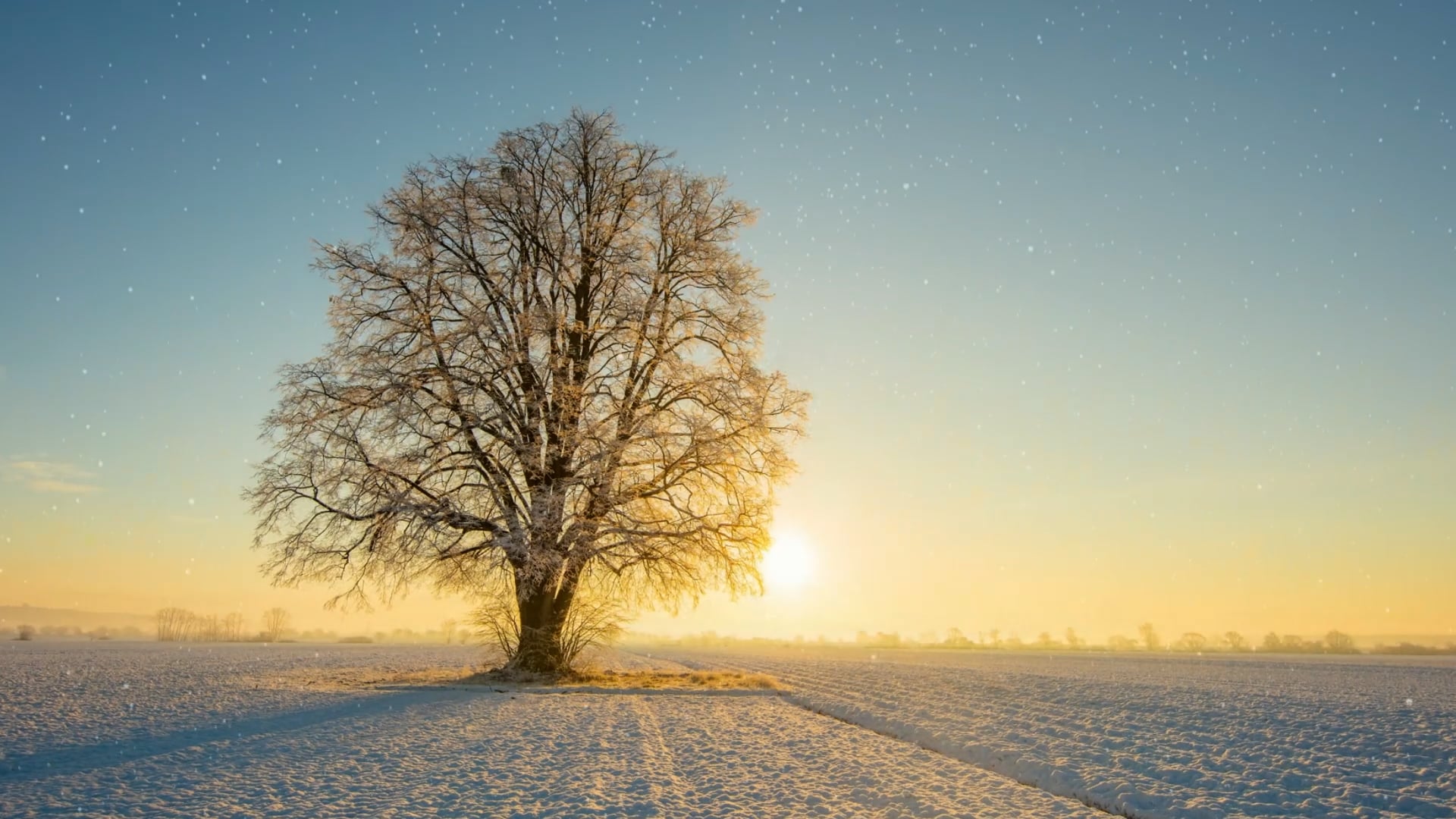 The Art of Nature: Time-Lapse Reveals the Cycle of the Four Seasons